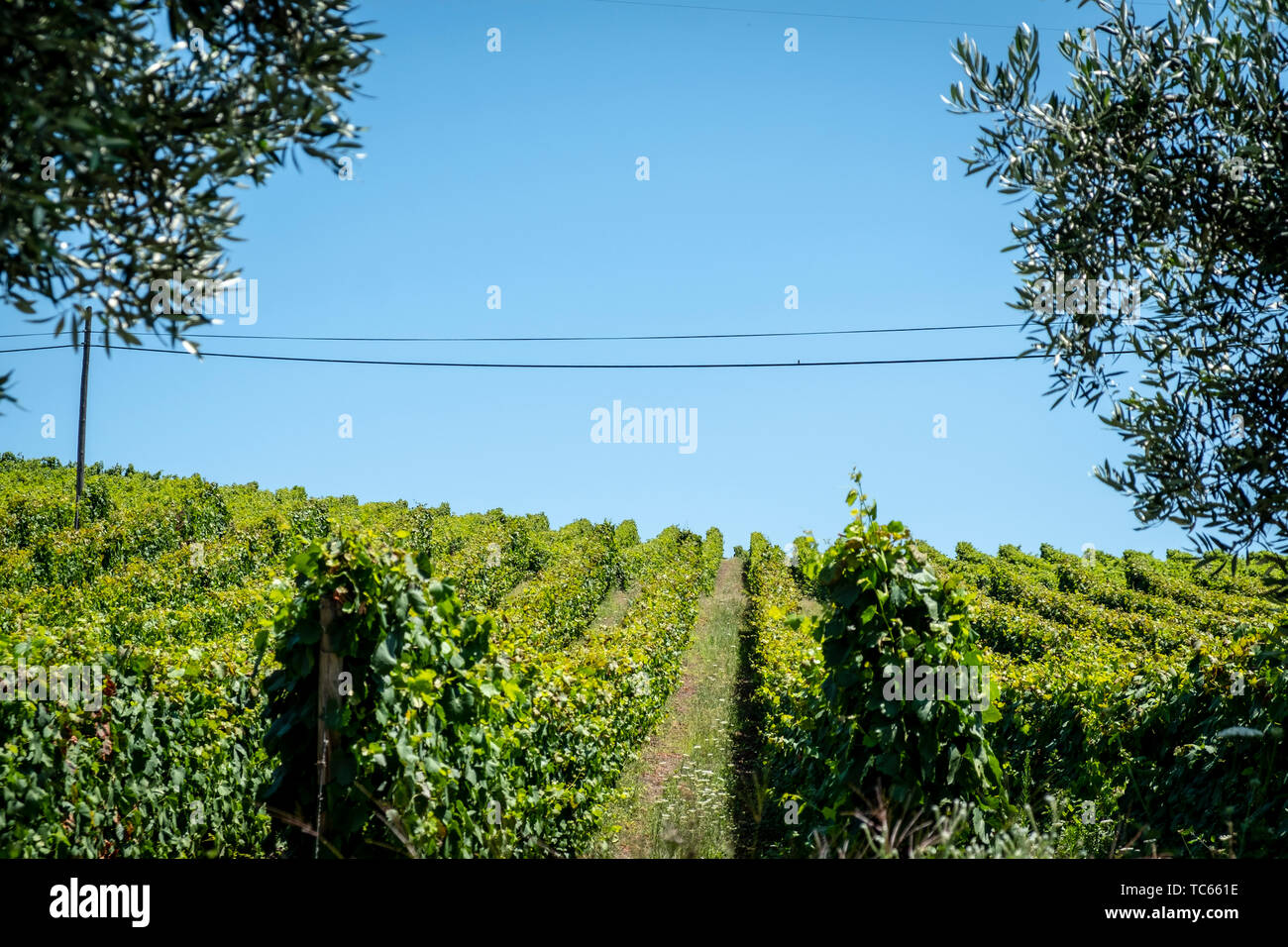 Douro Valley. Vineyards and landscape, Portugal Stock Photo - Alamy