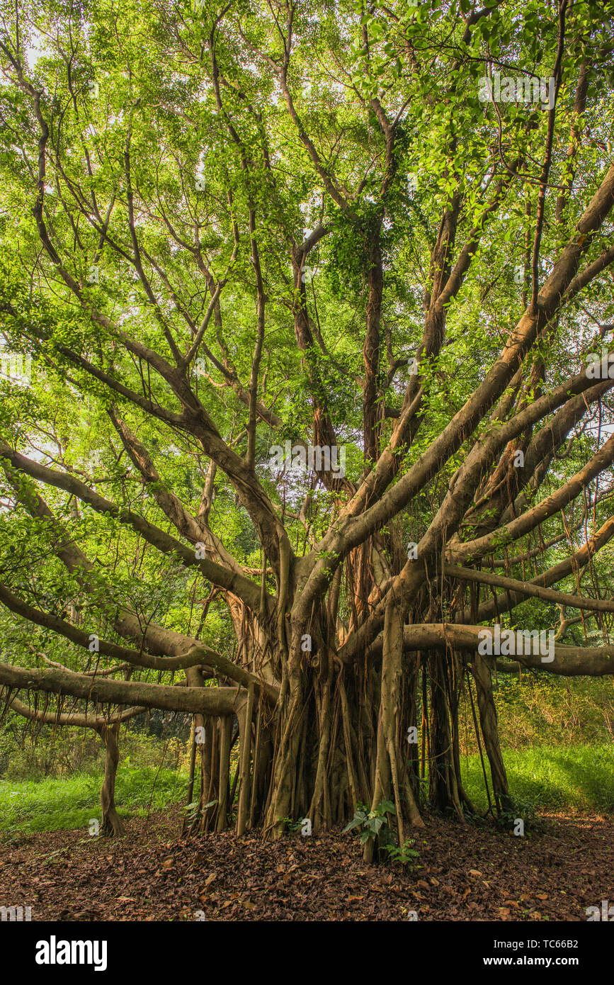 Green Trees and Dingdal Light Effect in South China Botanical Garden ...