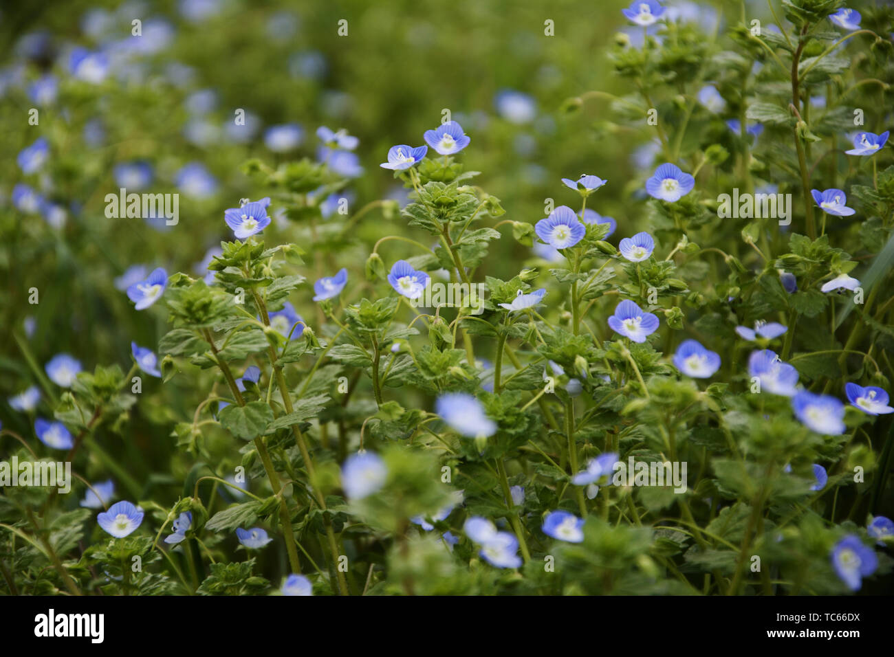Grass blue flowers, grass background Stock Photo - Alamy