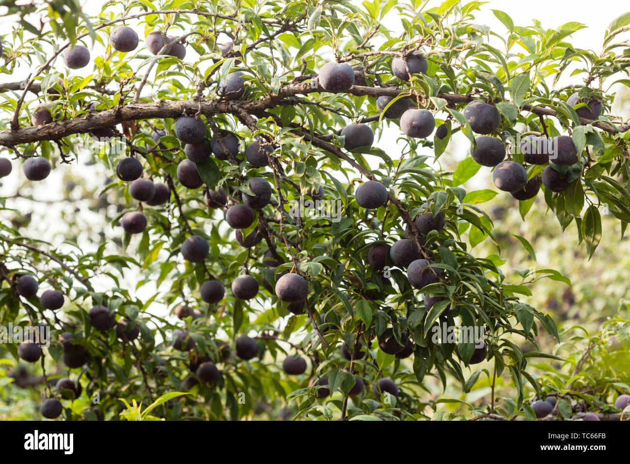 Black pudding fruit tree Stock Photo - Alamy