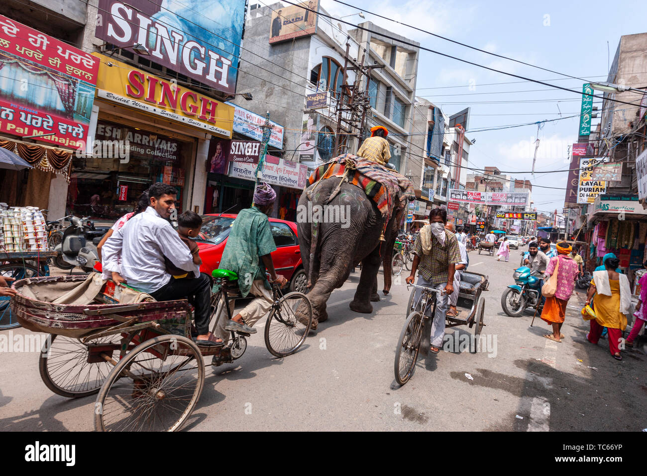 Elephant crossing a busy road in Amritsar, Punjab, India Stock Photo ...