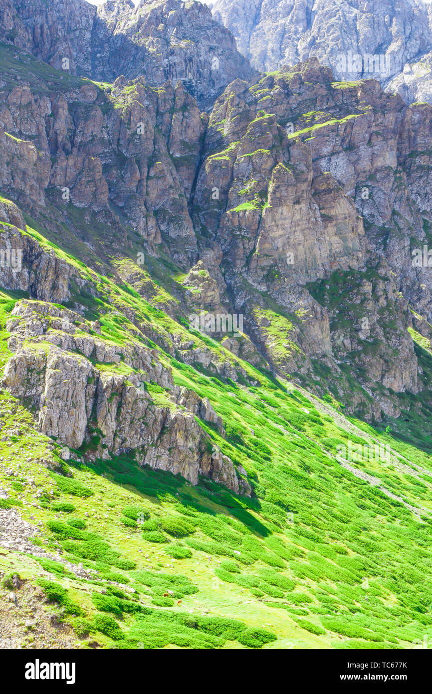 In summer, the spruce forest in Dadonggou, Bogda Peak Nature Reserve ...