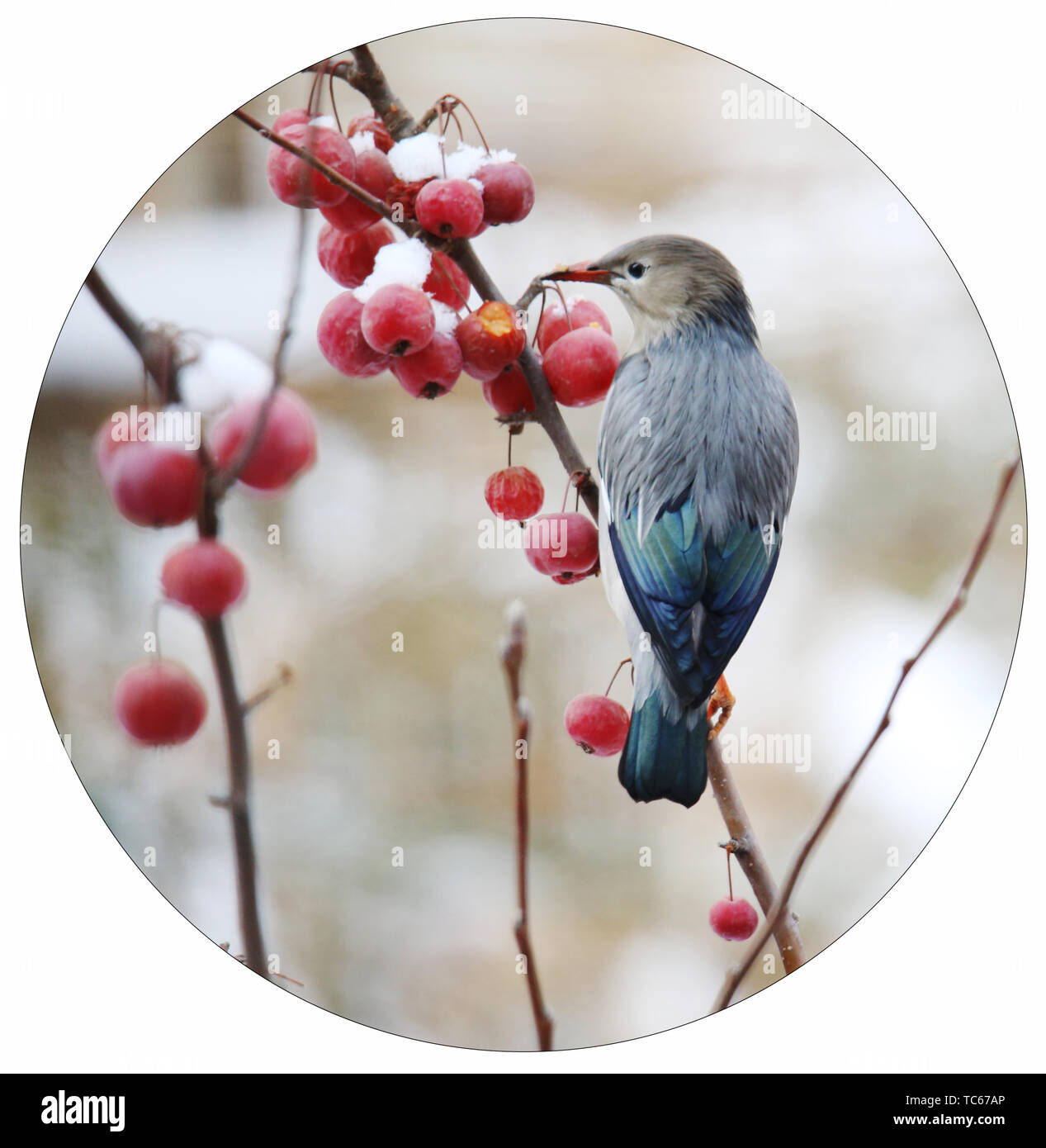One of the foraging birds Stock Photo - Alamy