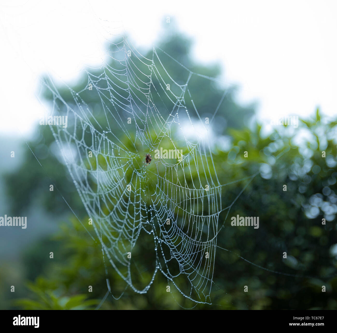 Spider, spider web, trap, spider web, spider web, web, nature, reel ...
