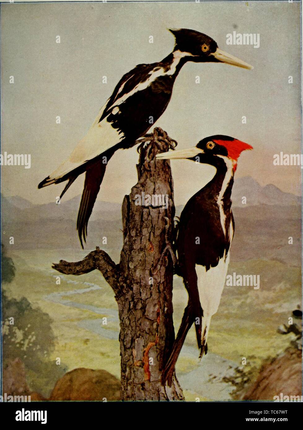 Engraved drawing of the Ivory-billed woodpeckers (Campephilus ...