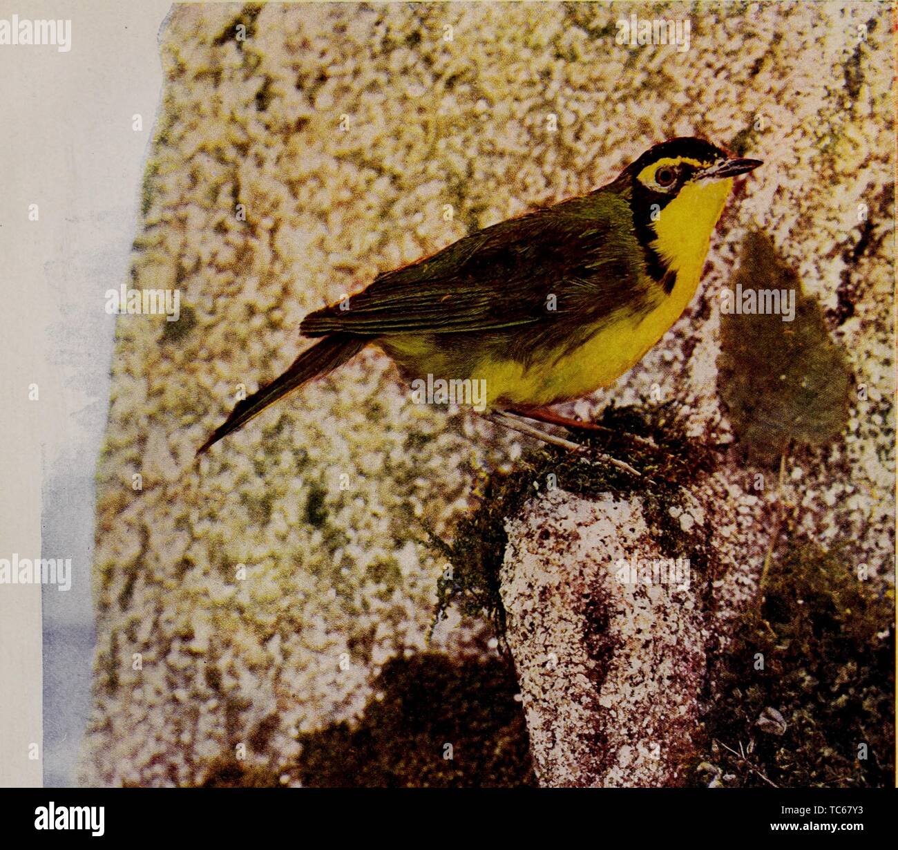 Engraved drawing of the Kentucky Warbler (Geothlypis formosa), from the ...