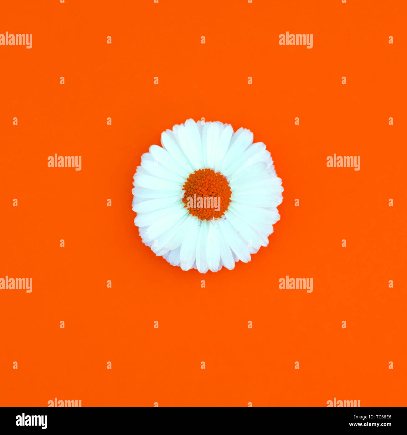 Spring and summer flower isolated flat lay. Daisy in bloom on bright ...