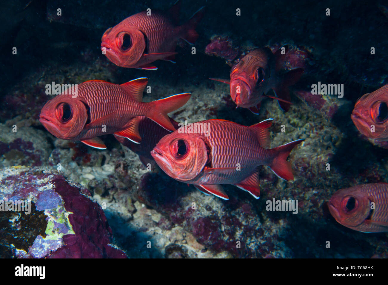 Priacanthe fish, Rangiroa atoll, French Polynesia Stock Photo - Alamy