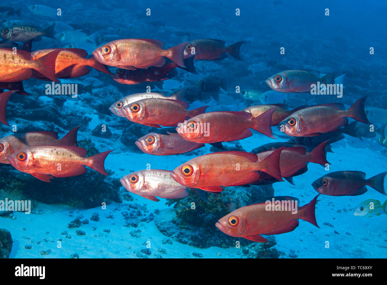 Priacanthe fish, Rangiroa atoll, French Polynesia Stock Photo - Alamy