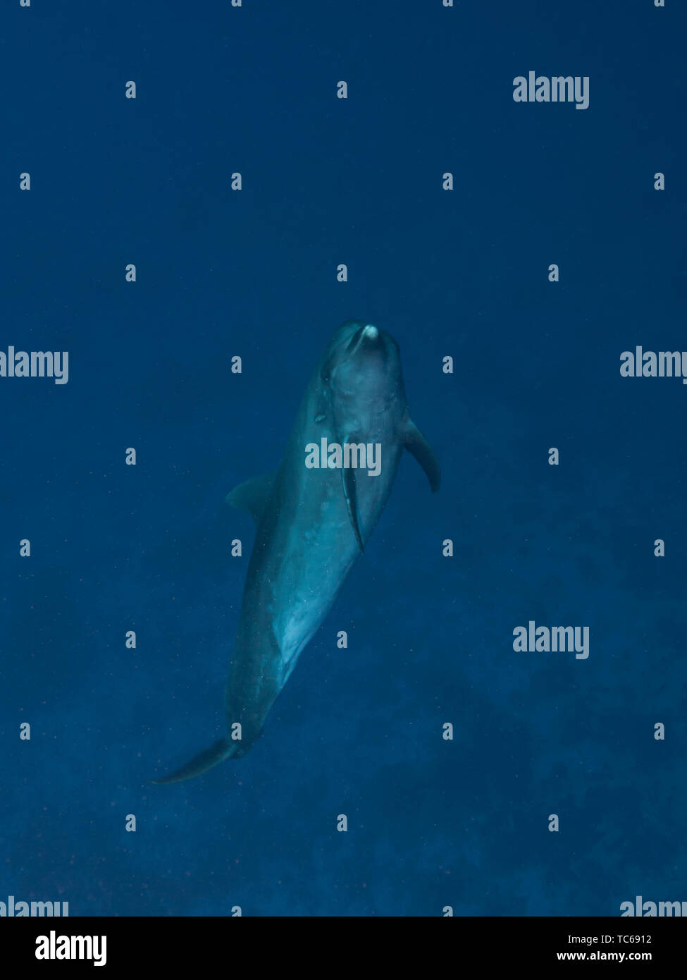 Napoleon fish (Cheilinus undulatus), Rangiroa atoll, French Polynesia ...