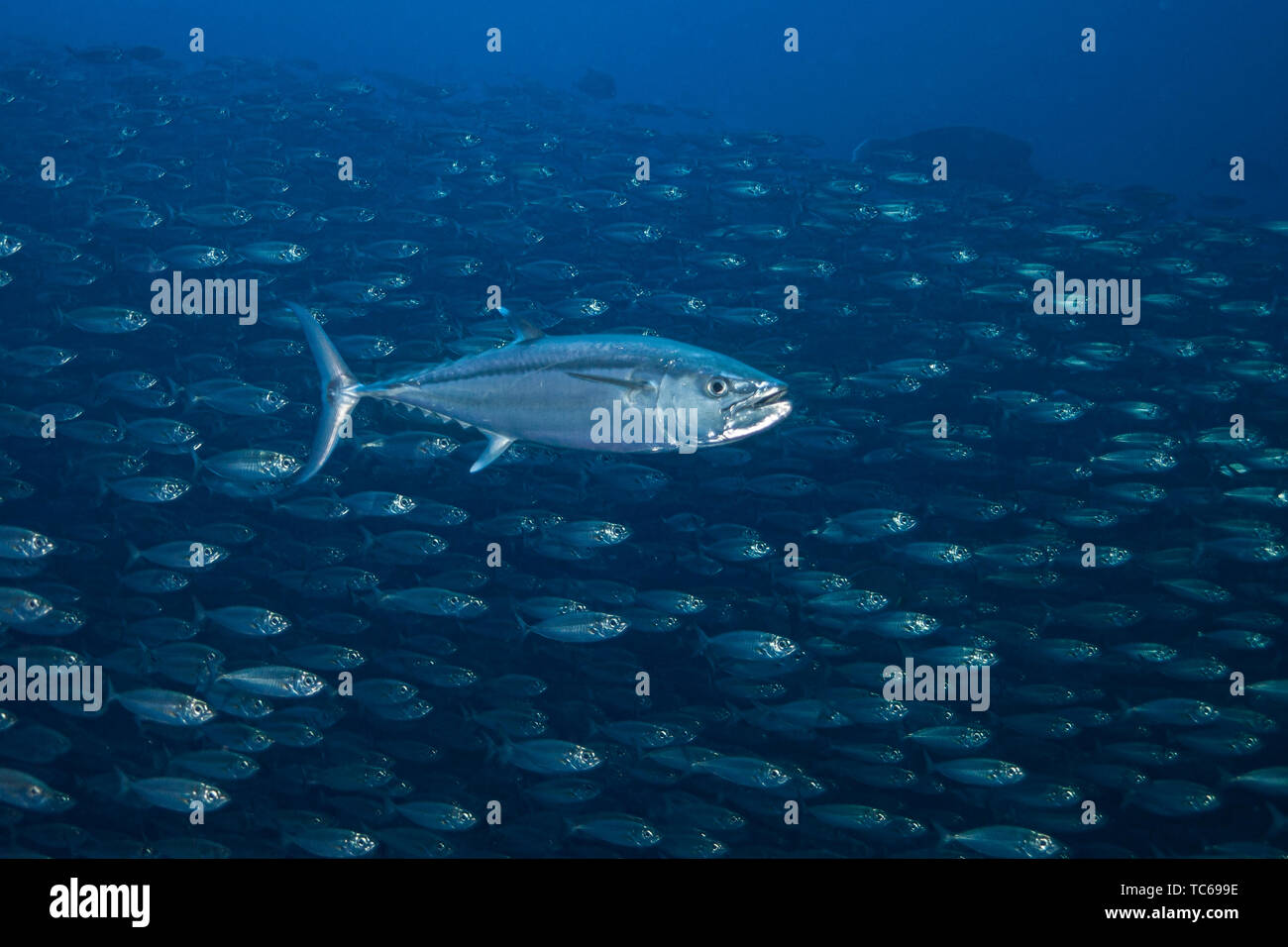 Dogtooth tuna (Gymnosarda unicolor), Rangiroa atoll, French Polynesia ...