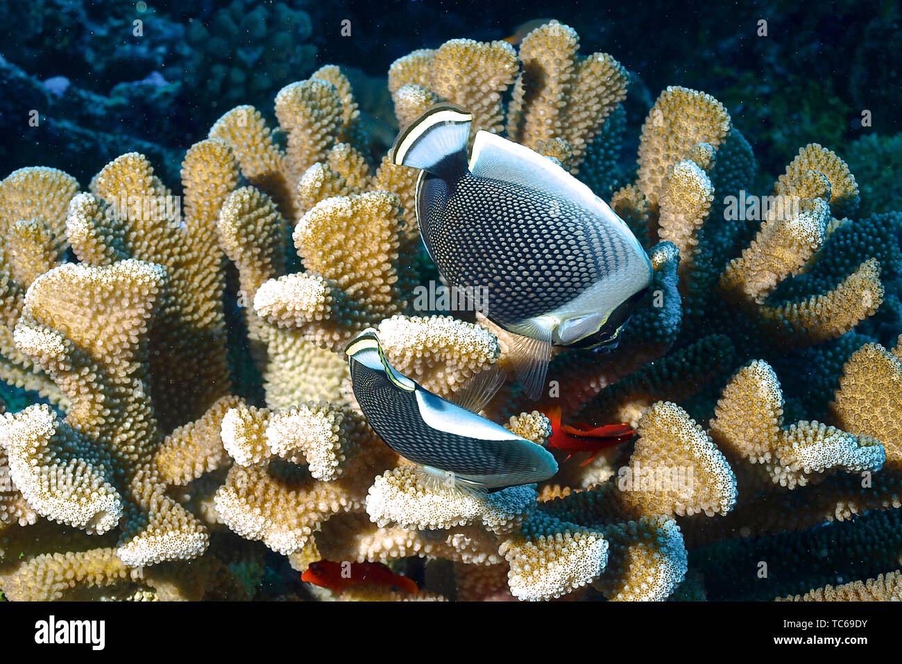 Reef and coral of Rangiroa atoll, French Polynesia Stock Photo - Alamy