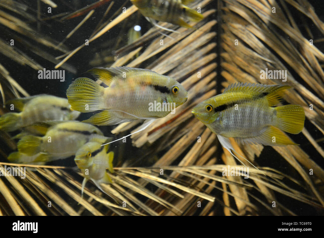 Fish in London Zoo Aquarium, ZSL London Zoo, London, UK Stock Photo - Alamy