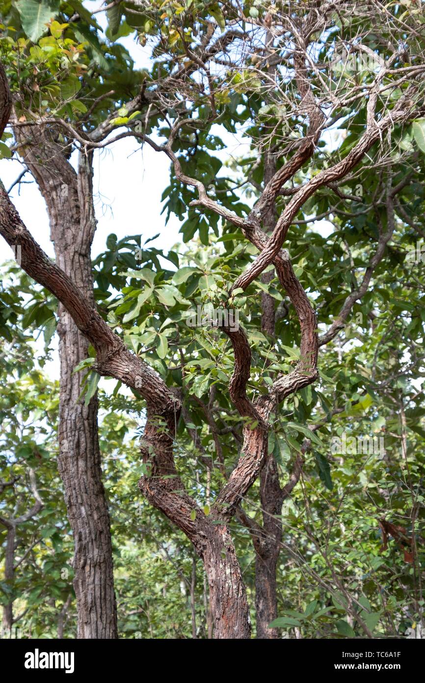 Trees at Pai Canyon on Maehongson in Thailand Stock Photo - Alamy