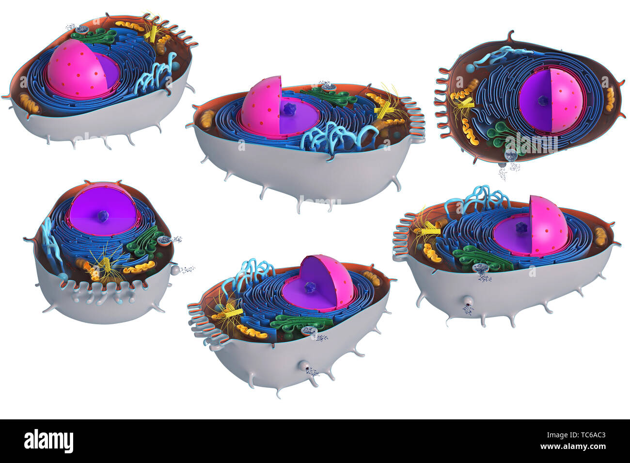 Animal cell in section, multi-colored science biology, set. 3D ...