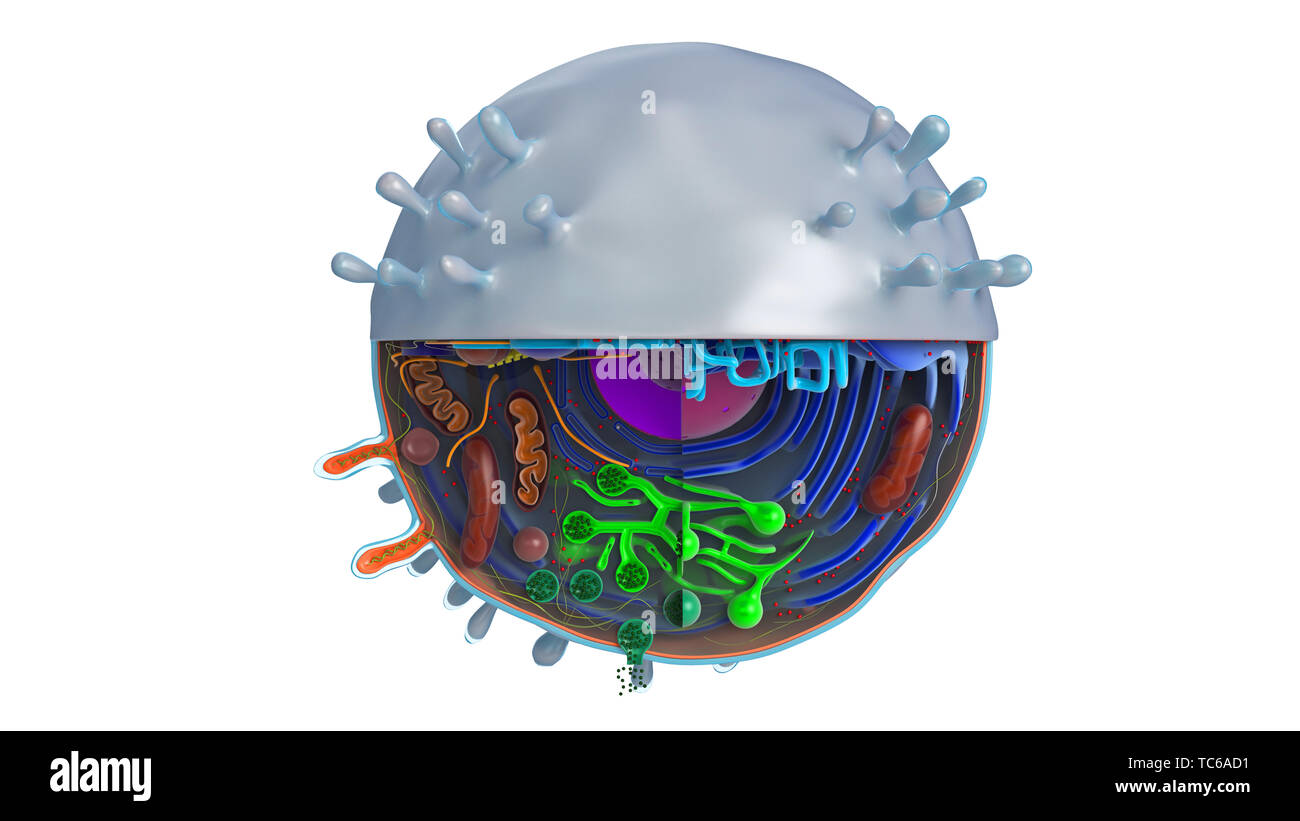 Animal cell in section, multi-colored, top view. 3D rendering Stock ...