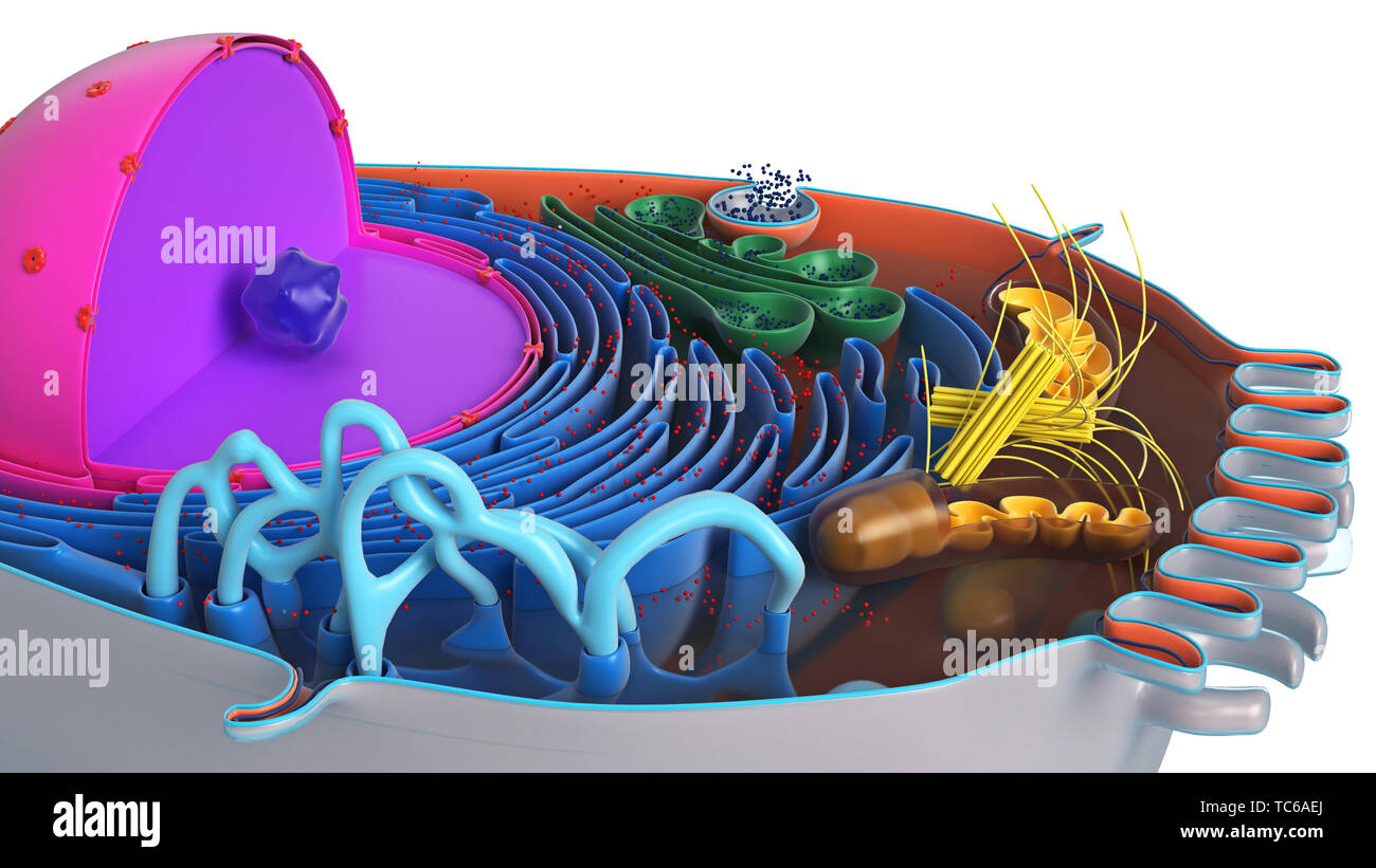Animal cell in section, multi-colored science biology, close view. 3D ...
