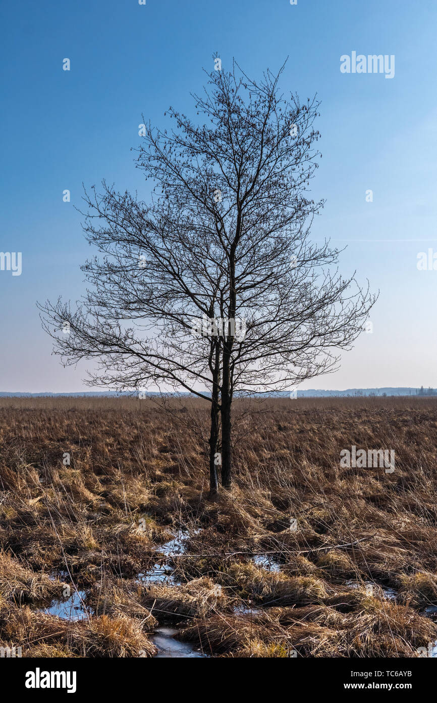 natural landscape of polesie region with single tree growing in the ...