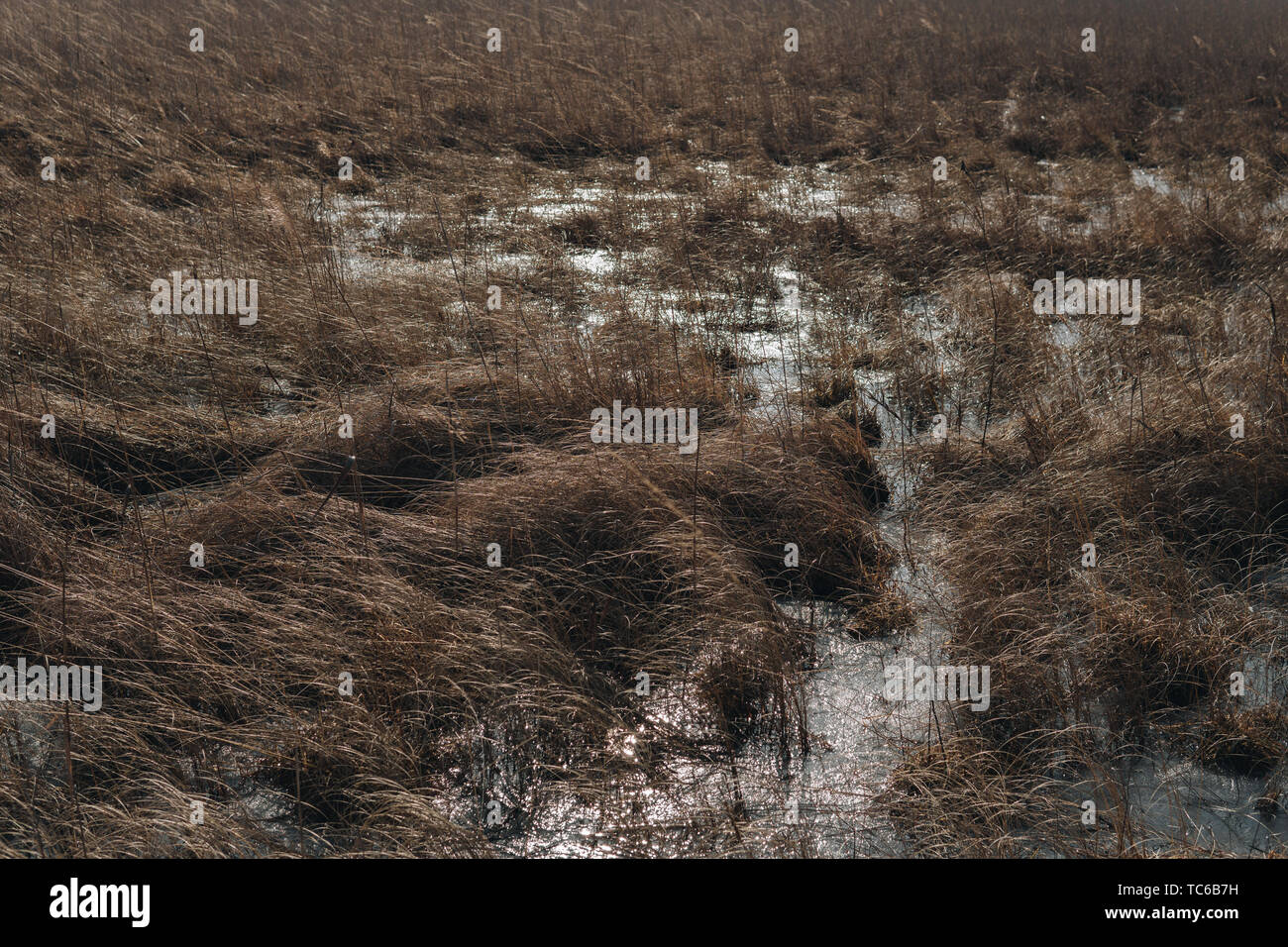 natural landscape of polesie region full of swamps during end of winter ...