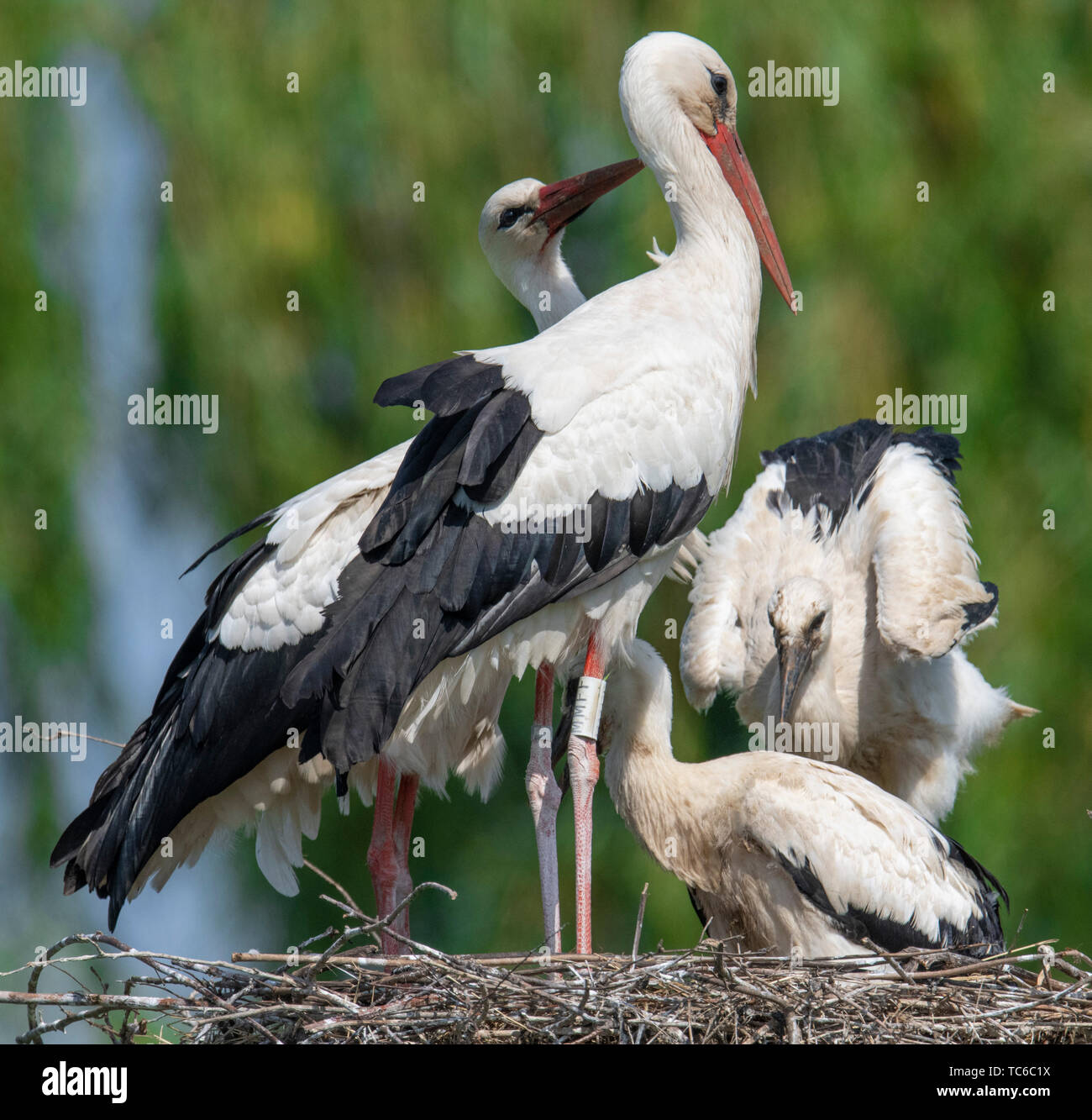 Largest breeds hi-res stock photography and images - Alamy