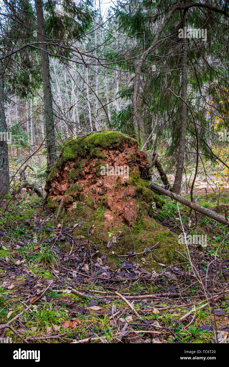 dry old tree trunk stomp in nature, forest scene with foliage and log ...