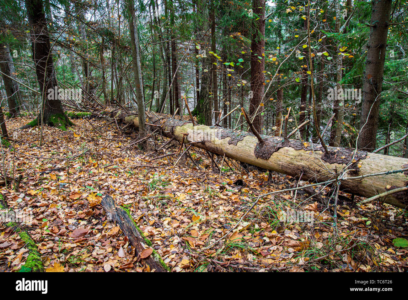 dry old tree trunk stomp in nature, forest scene with foliage and log ...
