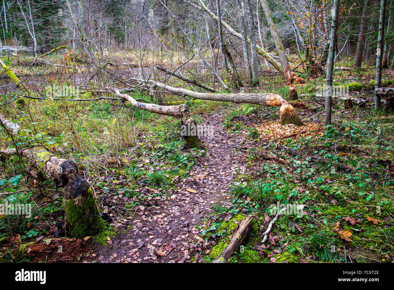 dry old tree trunk stomp in nature, forest scene with foliage and log ...