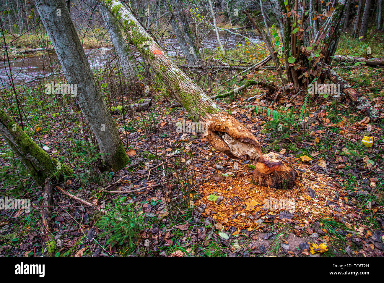 dry old tree trunk stomp in nature, forest scene with foliage and log ...