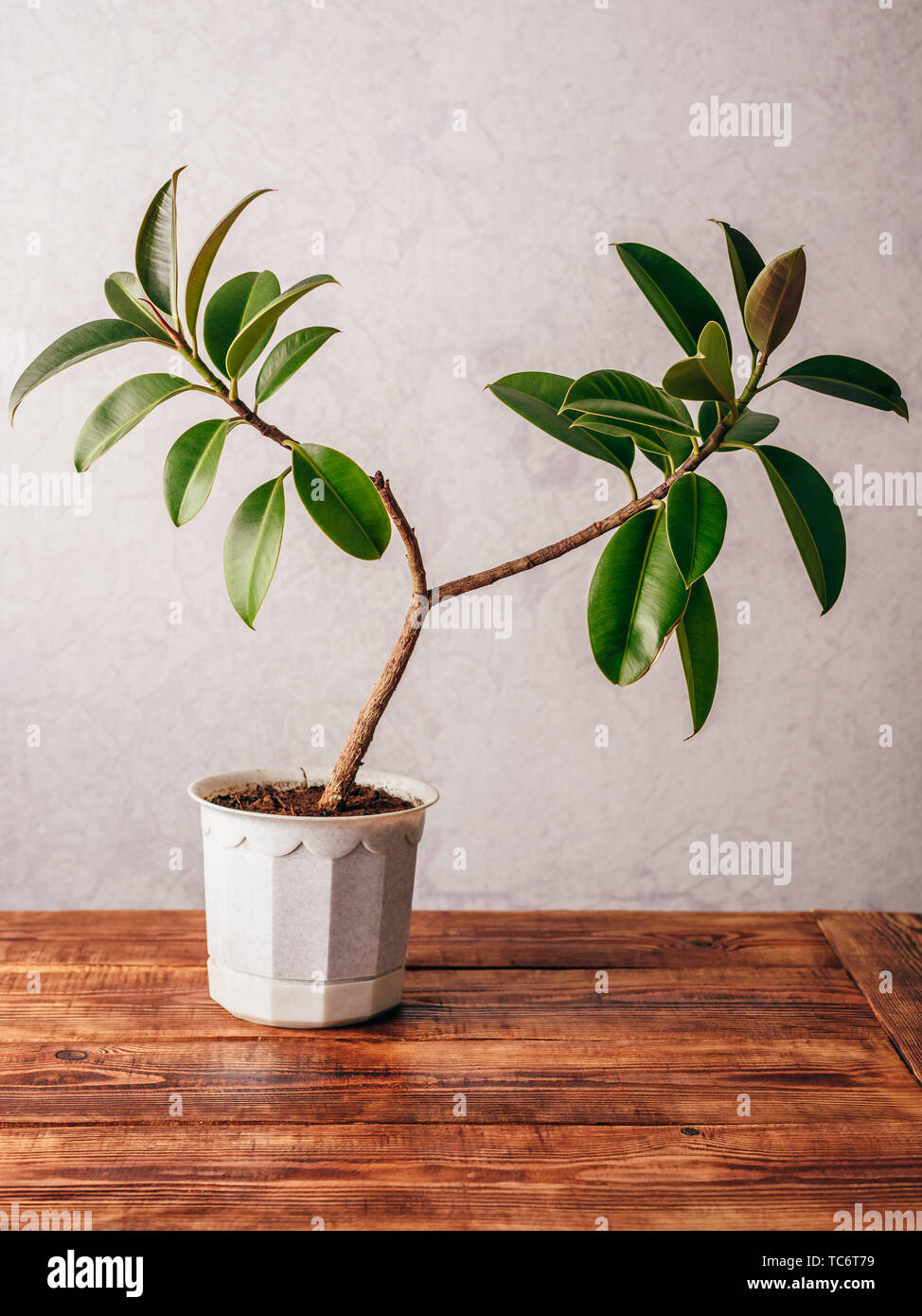 Fig nursery hi-res stock photography and images - Alamy