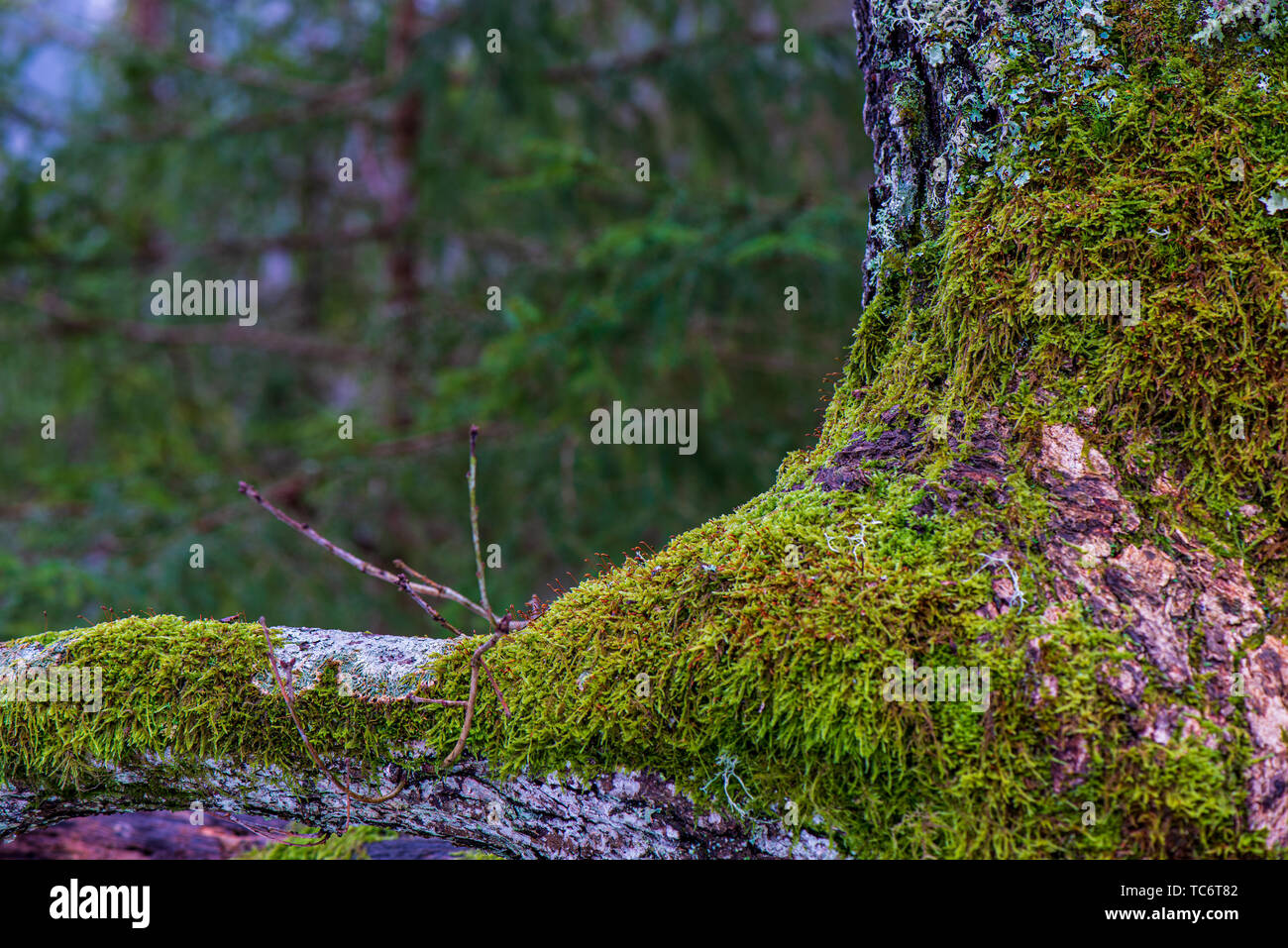 dry old tree trunk stomp in nature, forest scene with foliage and log ...