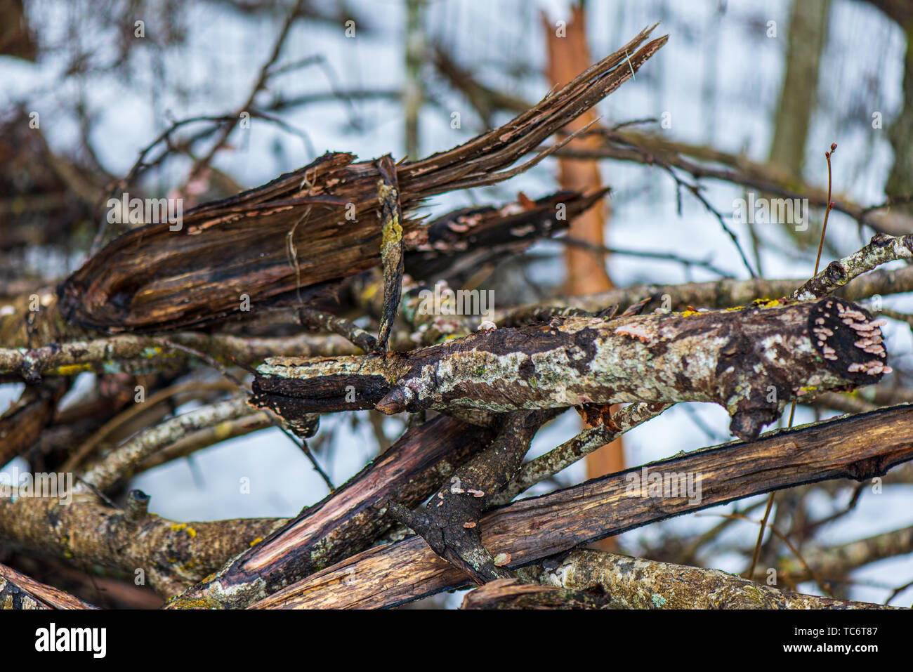 dry old tree trunk stomp in nature, forest scene with foliage and log ...