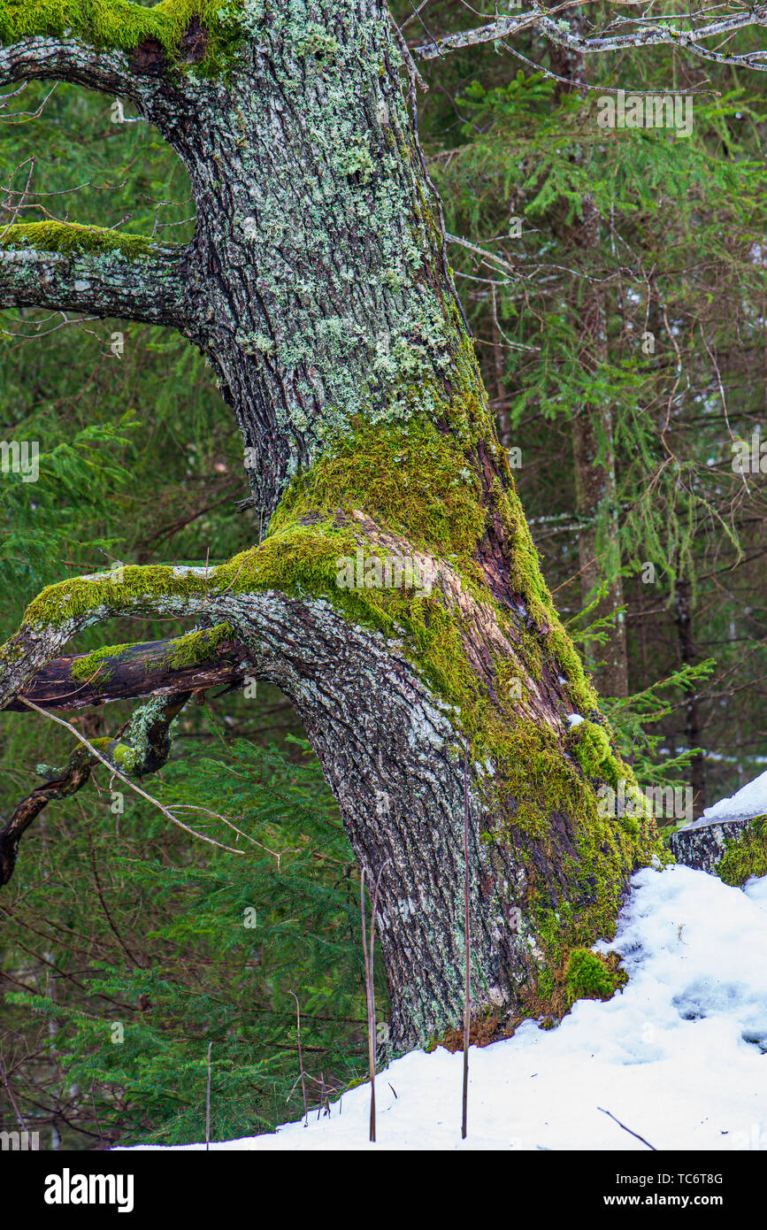 dry old tree trunk stomp in nature, forest scene with foliage and log ...
