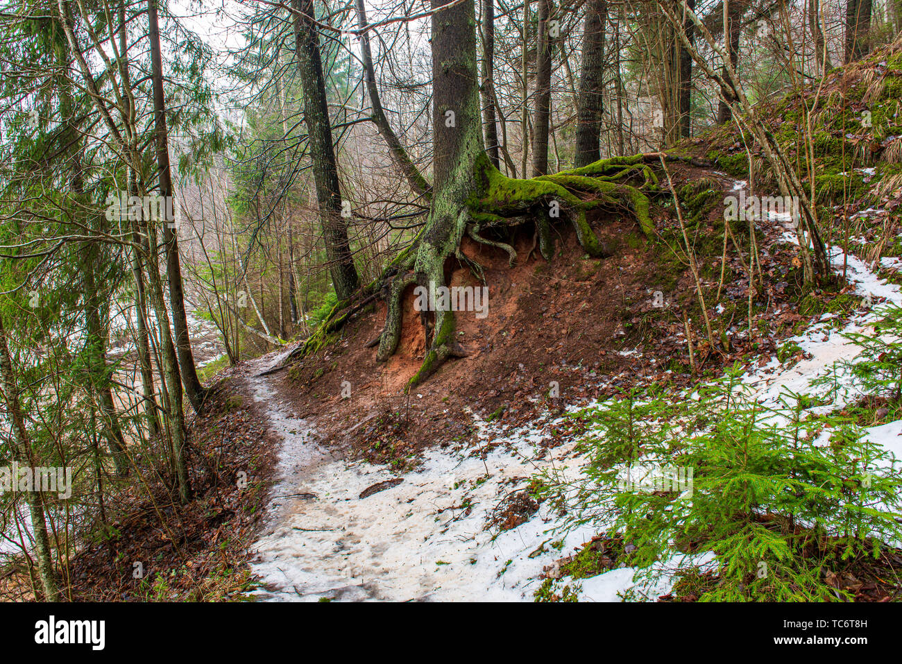 dry old tree trunk stomp in nature, forest scene with foliage and log ...
