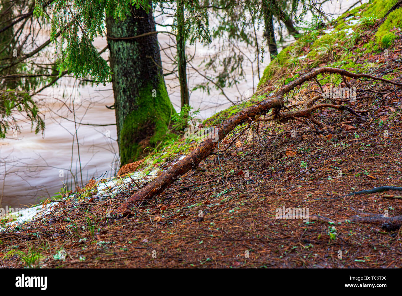dry old tree trunk stomp in nature, forest scene with foliage and log ...