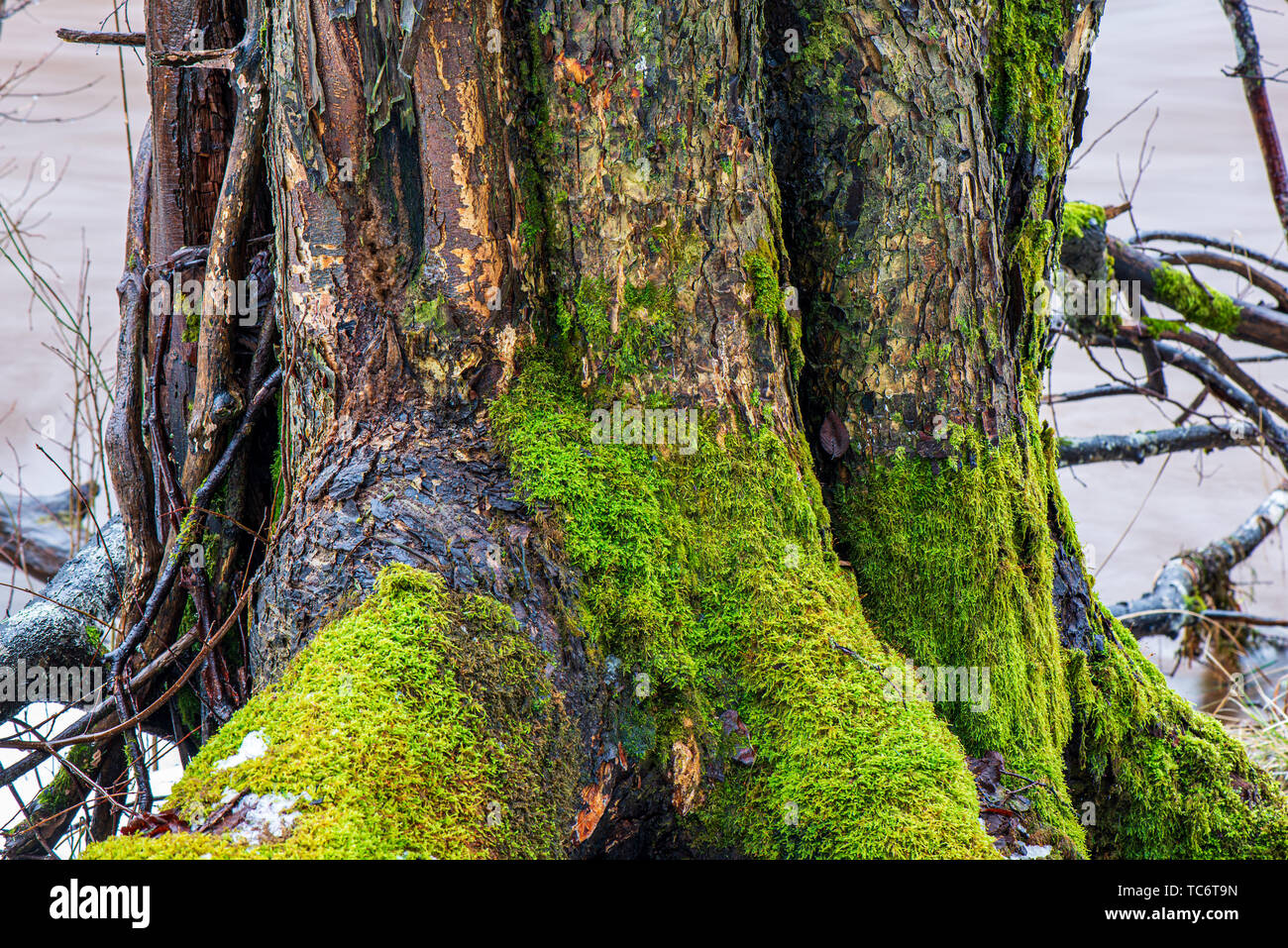 dry old tree trunk stomp in nature, forest scene with foliage and log ...