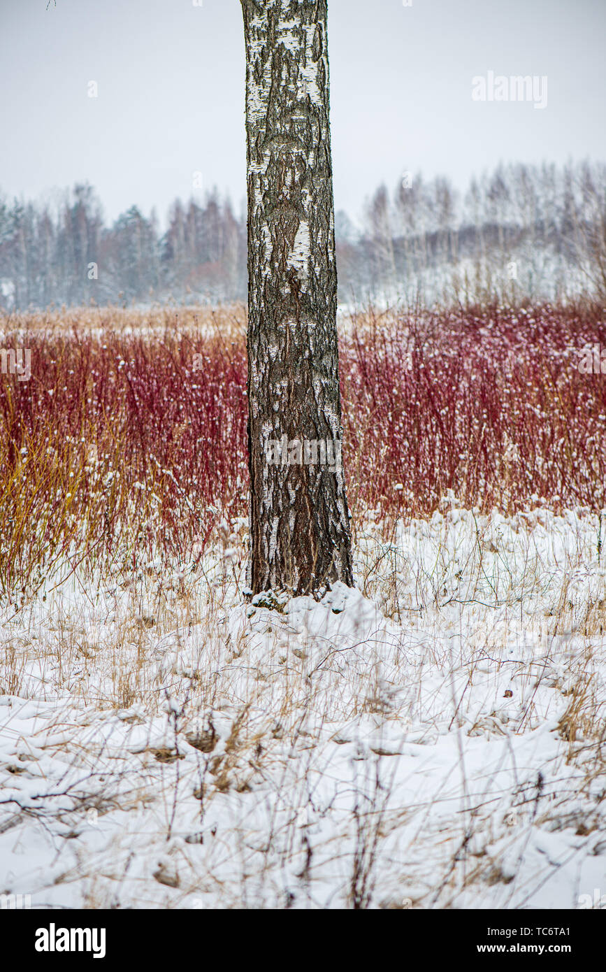 dry old tree trunk stomp in nature, forest scene with foliage and log ...