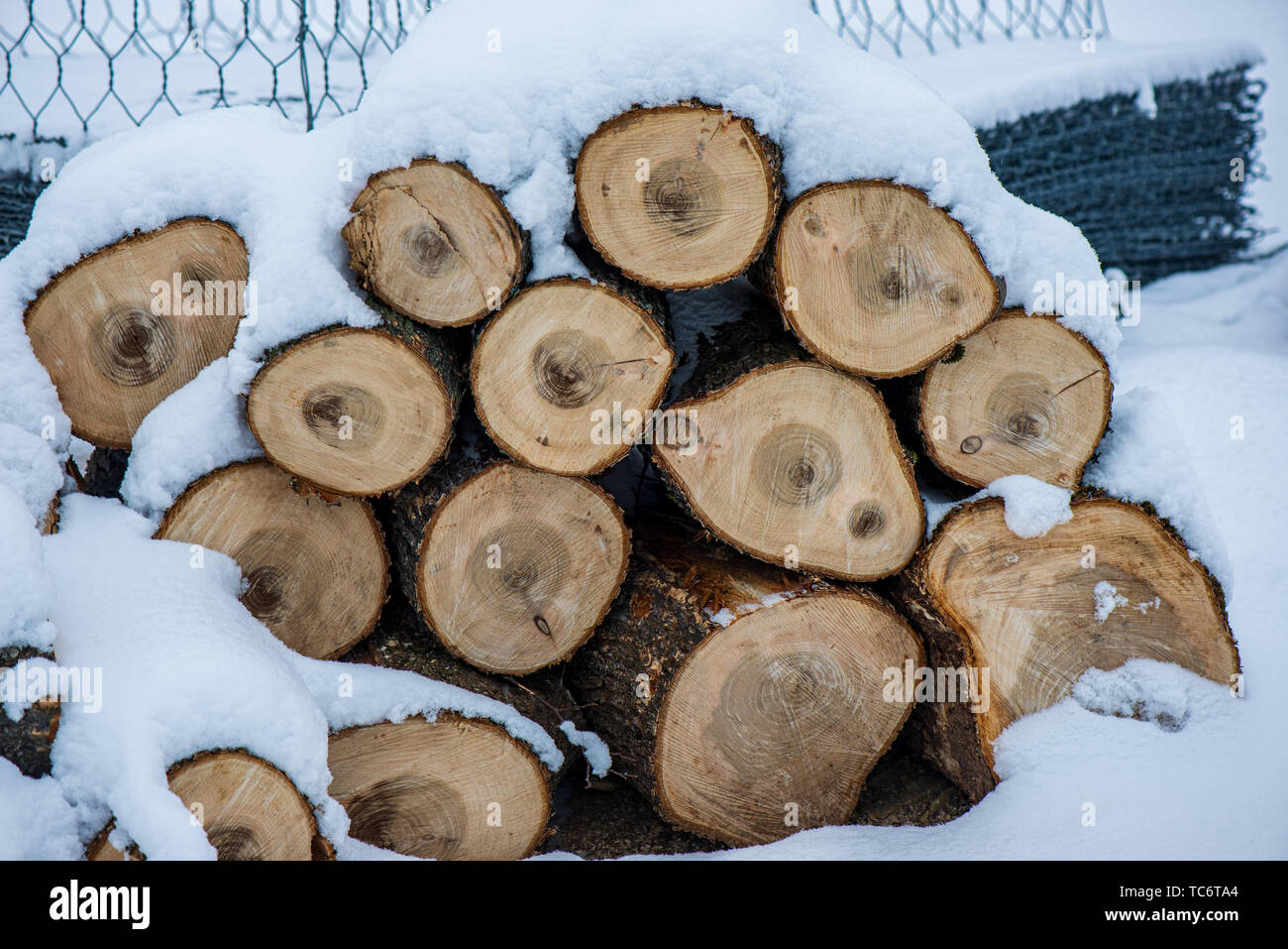 dry old tree trunk stomp in nature, forest scene with foliage and log ...