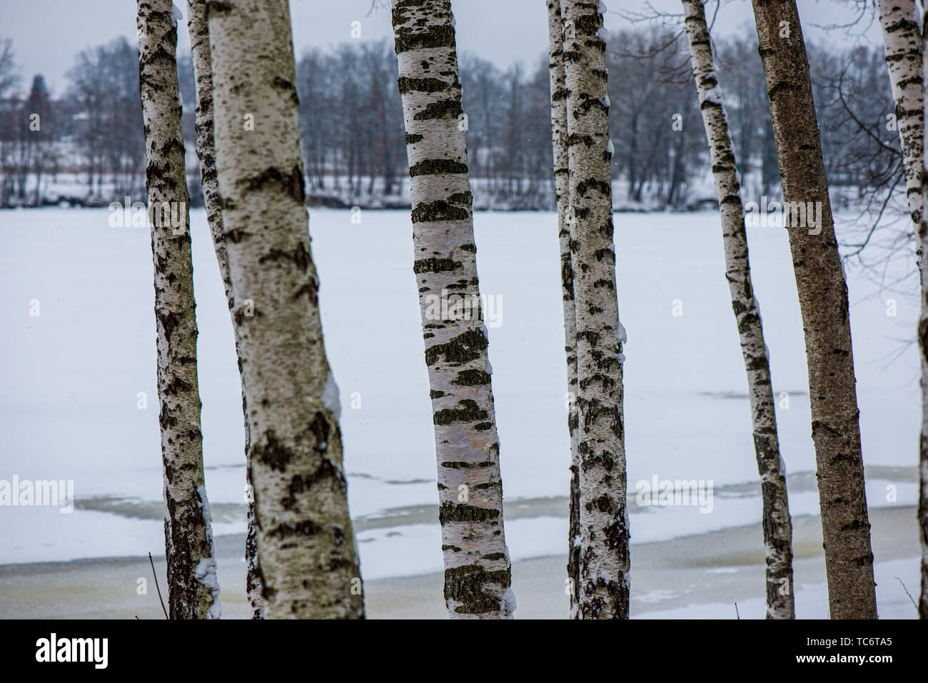 dry old tree trunk stomp in nature, forest scene with foliage and log ...