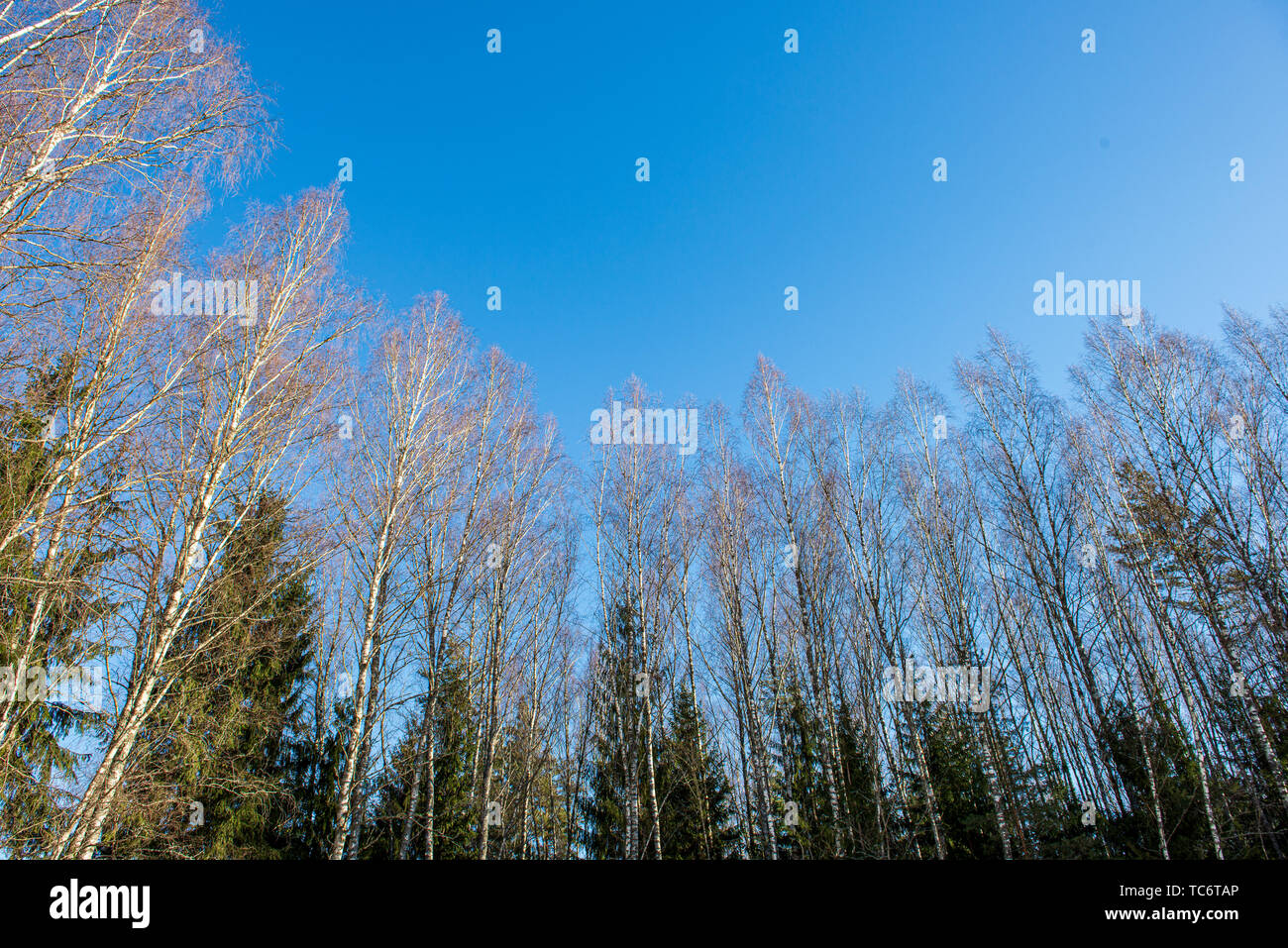 tree tops in forest growing to the blue sky. fighting for future Stock ...