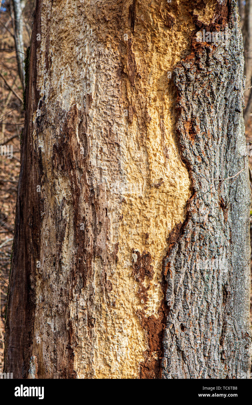 dry old tree trunk stomp in nature, forest scene with foliage and log ...