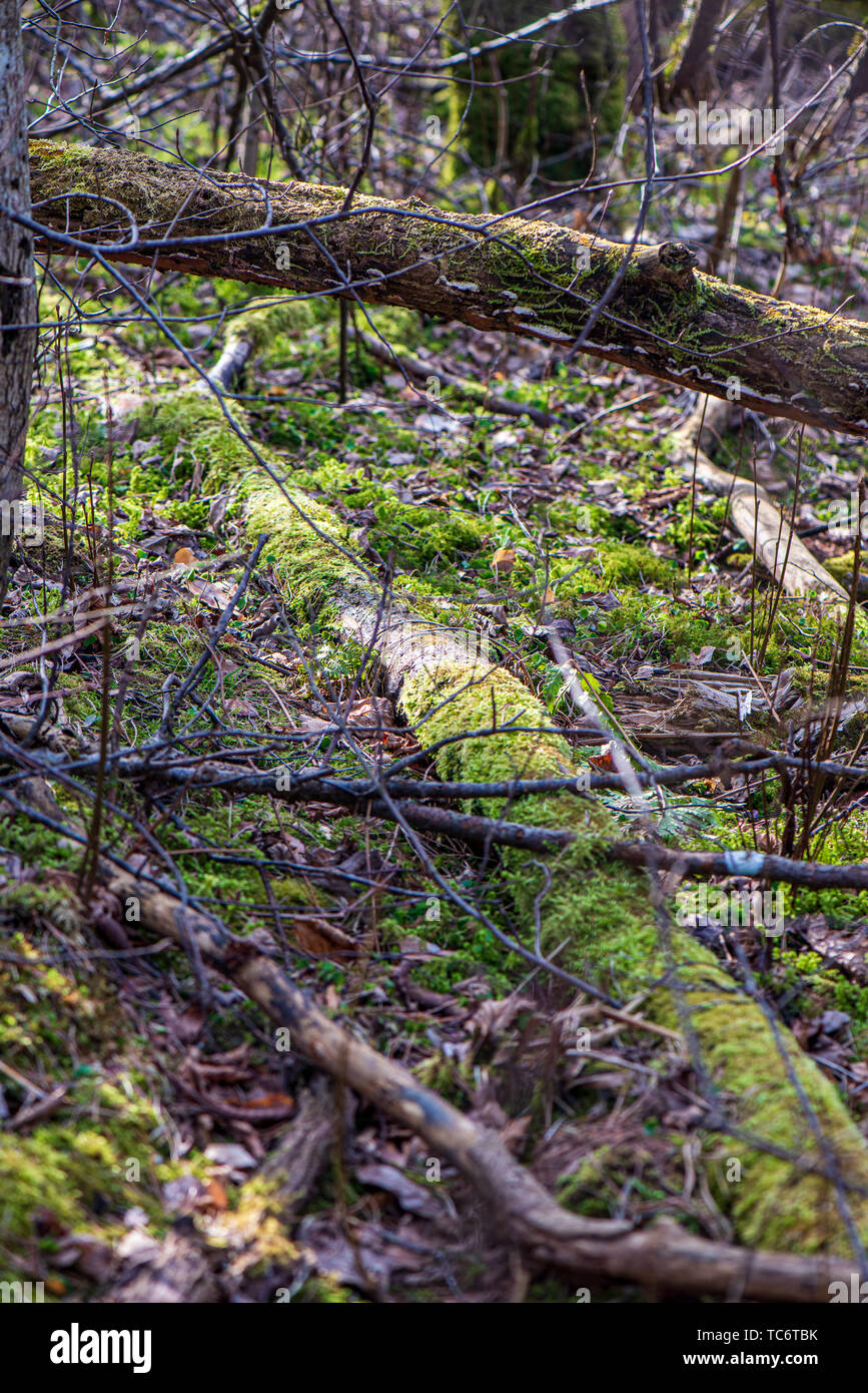 dry old tree trunk stomp in nature, forest scene with foliage and log ...