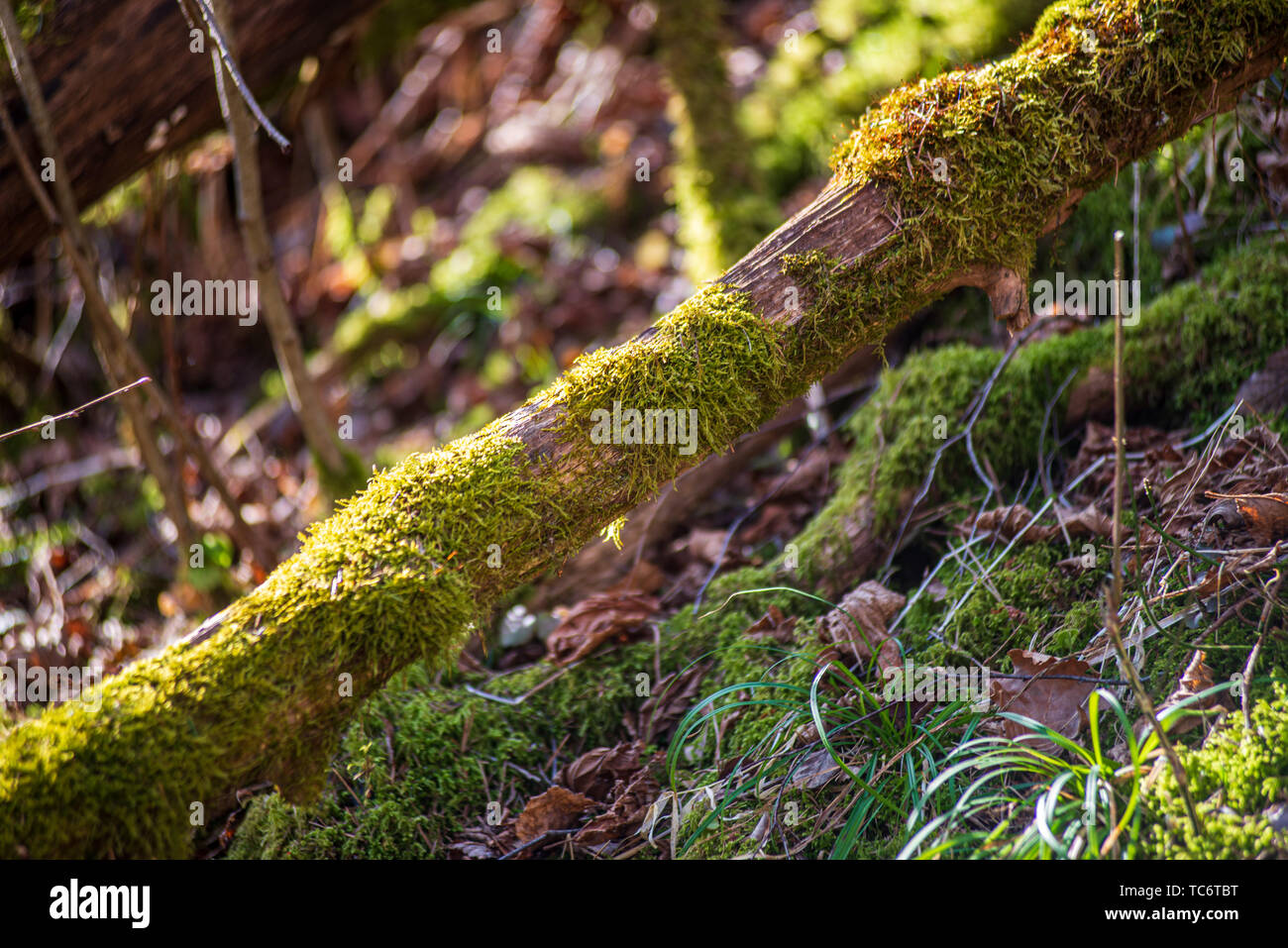 dry old tree trunk stomp in nature, forest scene with foliage and log ...