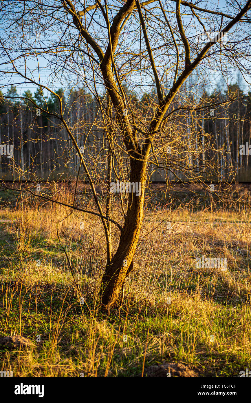 dry old tree trunk stomp in nature, forest scene with foliage and log ...