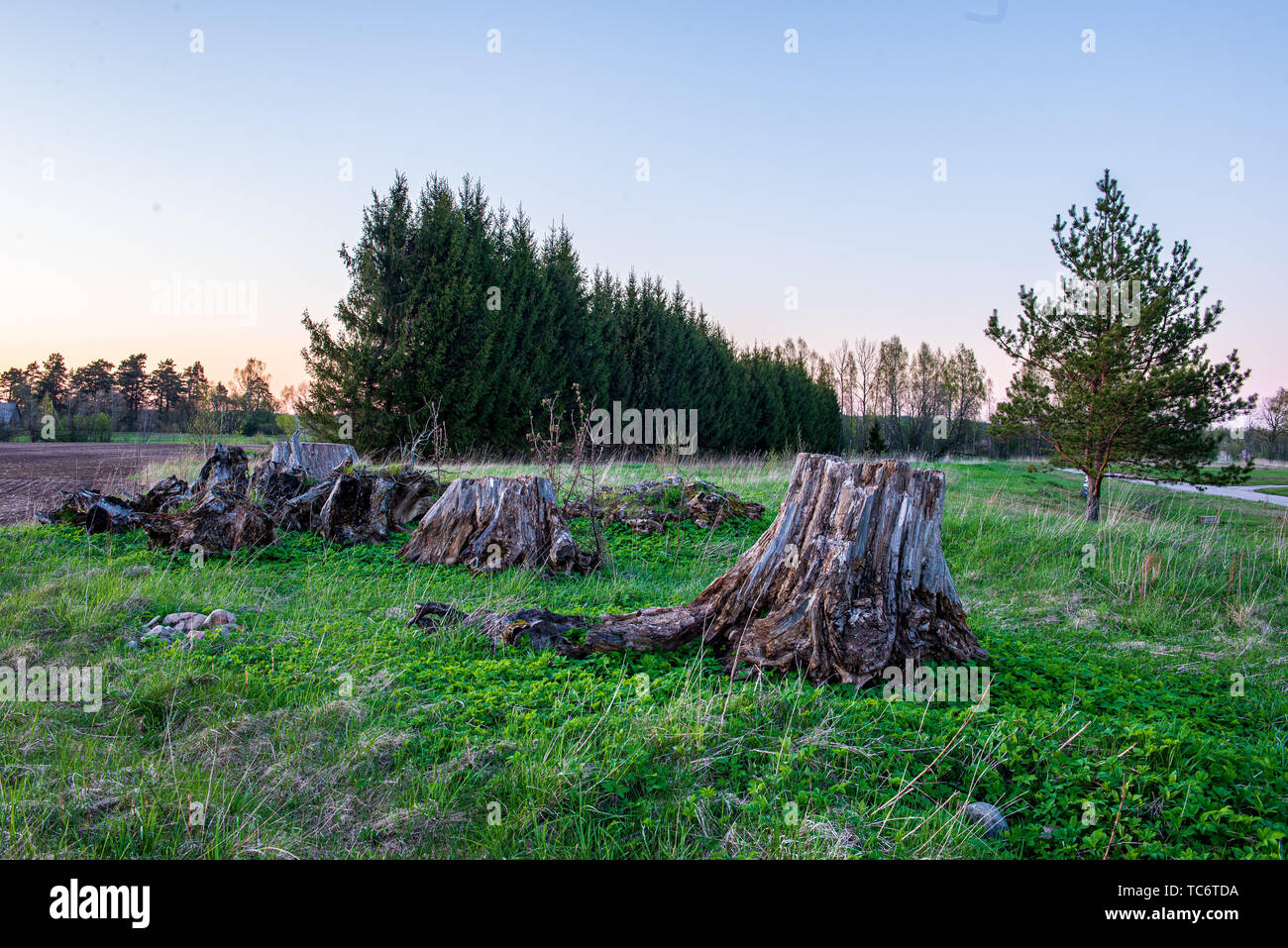 dry old tree trunk stomp in nature, forest scene with foliage and log ...