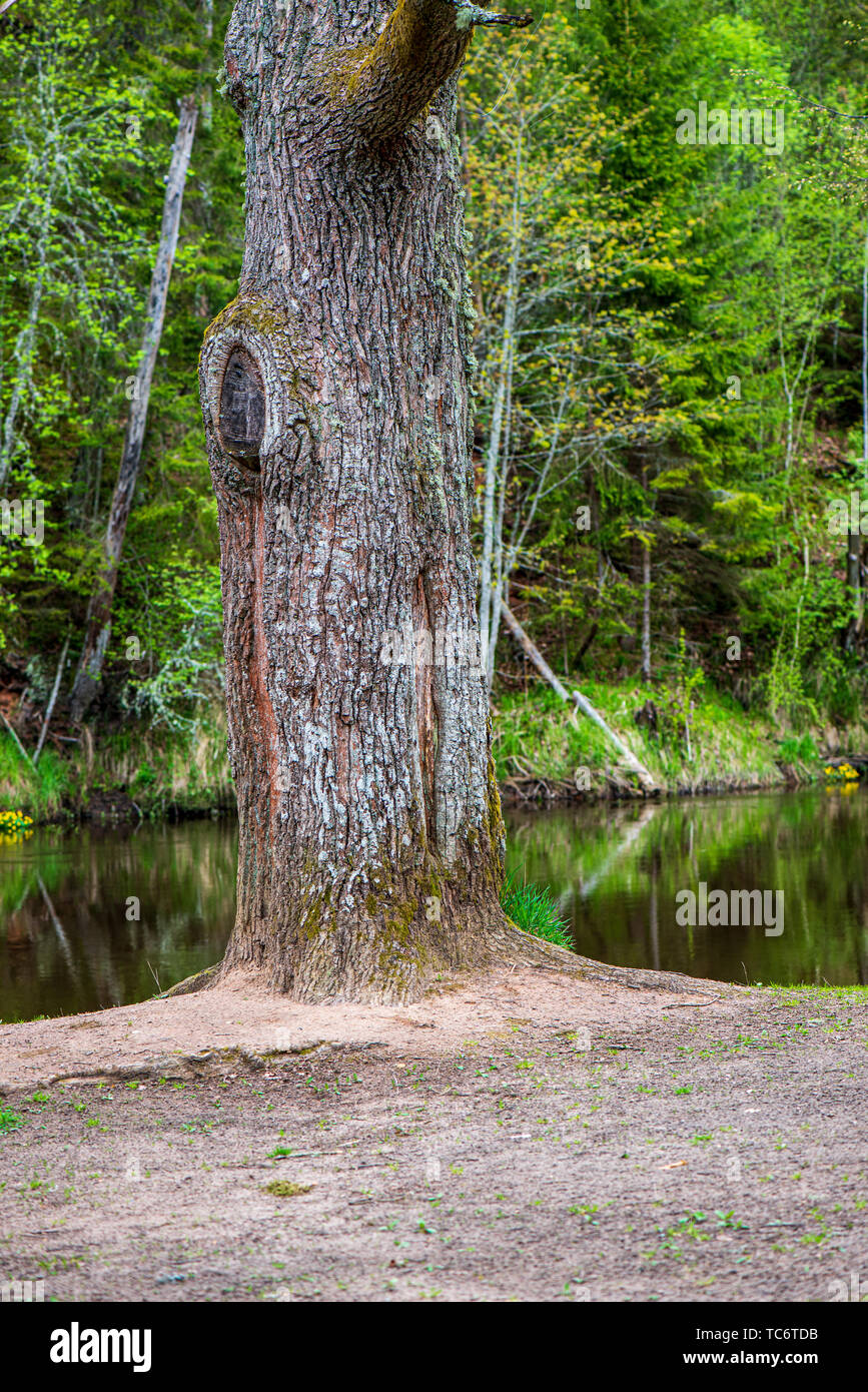 dry old tree trunk stomp in nature, forest scene with foliage and log ...