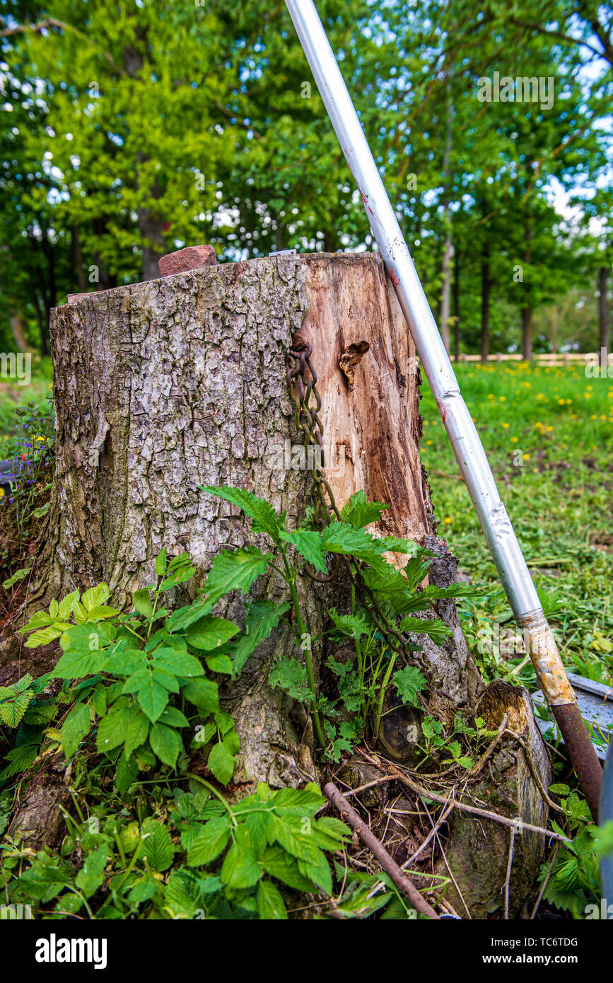 dry old tree trunk stomp in nature, forest scene with foliage and log ...