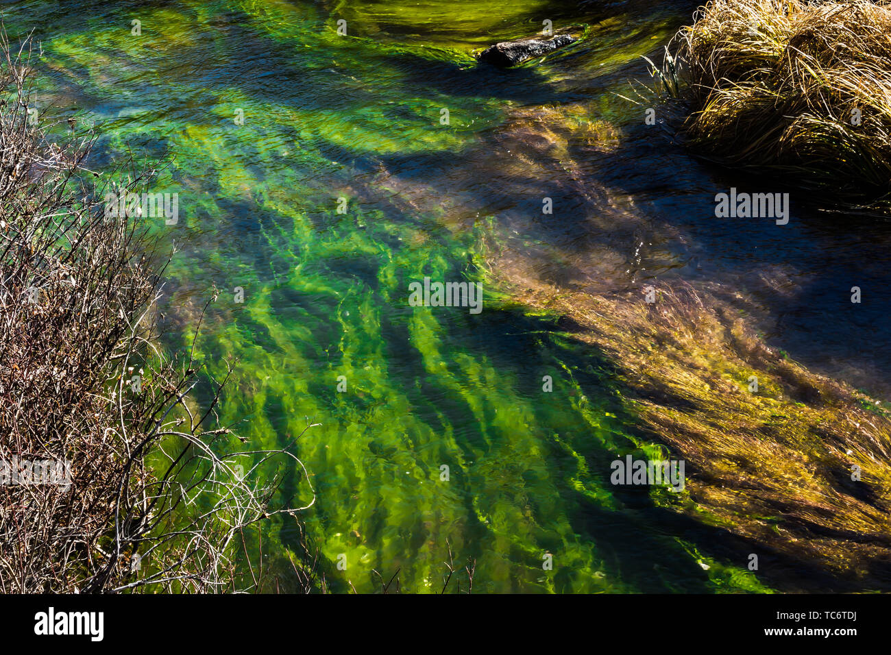 Riverbed with green algae in water Stock Photo - Alamy