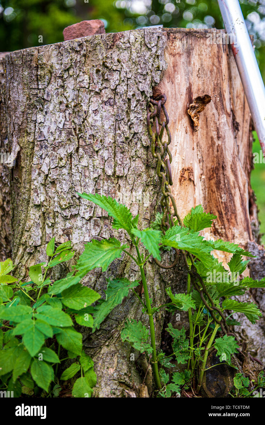 dry old tree trunk stomp in nature, forest scene with foliage and log ...
