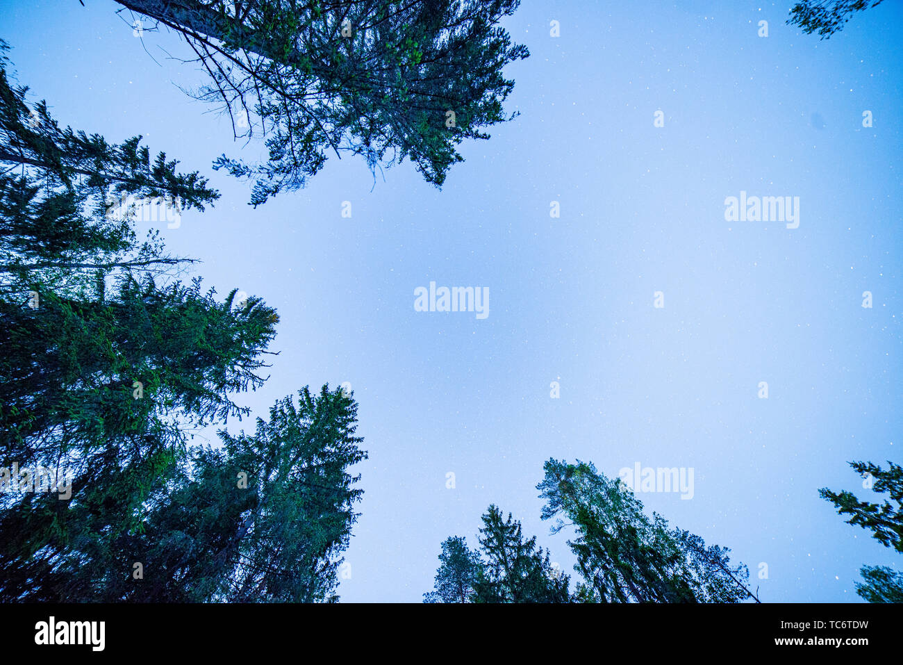 tree tops in forest growing to the blue sky. fighting for future Stock ...