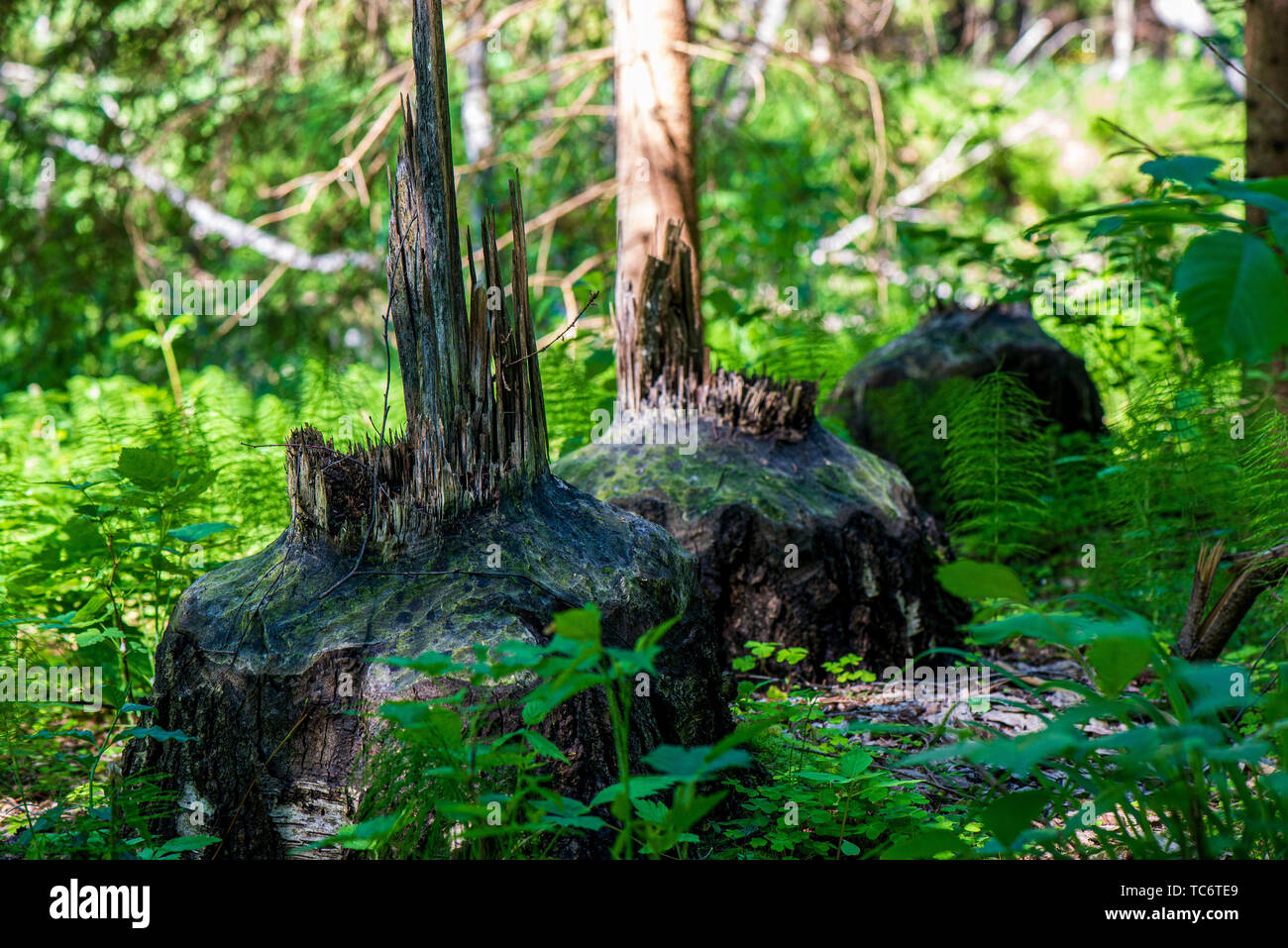 dry old tree trunk stomp in nature, forest scene with foliage and log ...